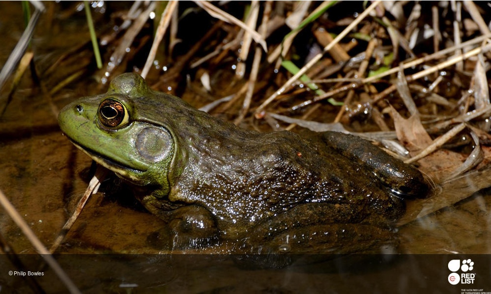上海动物园两爬馆里也有“牛”？！非洲牛蛙正式展出！【爱申活暖心春】