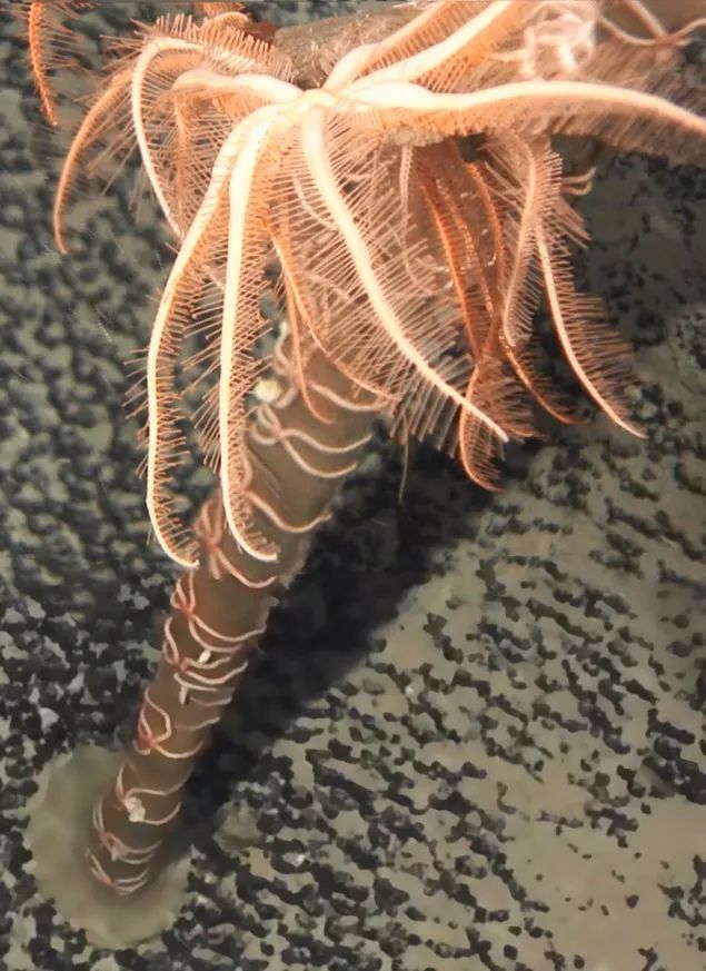 交大90后女博士搞了个大新闻，她发现了“派大星”！