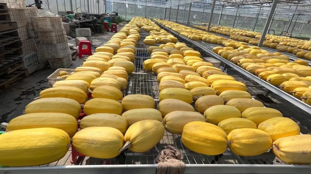 崇明：把土特产做成大产业