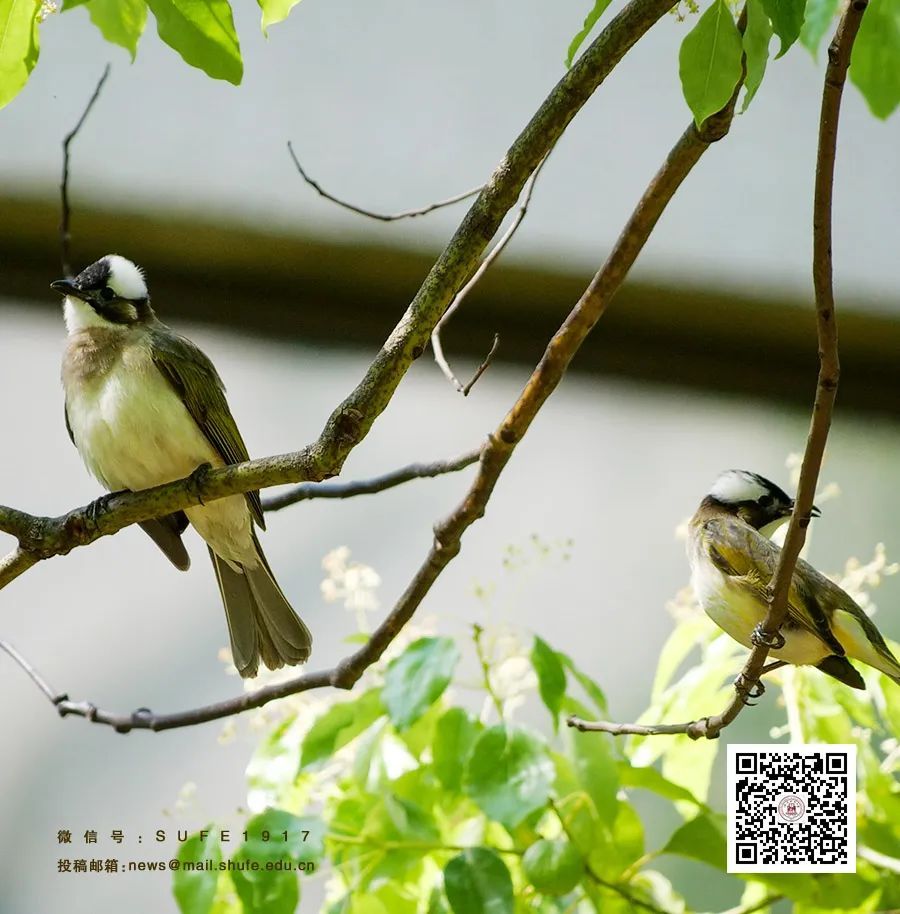 SUFE·“财”遇见你丨报到在即！这套上财新生入学全攻略快快一键收藏！