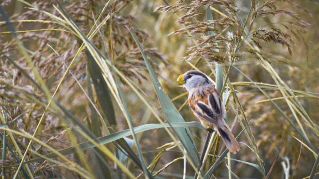 又一珍稀鸟种！这里的芦苇荡中有“萌”禽出没