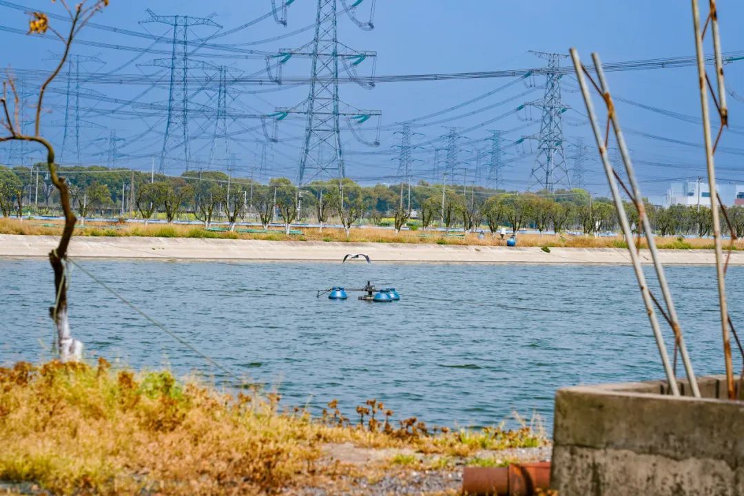 放苗啦！100万尾罗氏沼虾虾苗落户青浦练塘_上观新闻