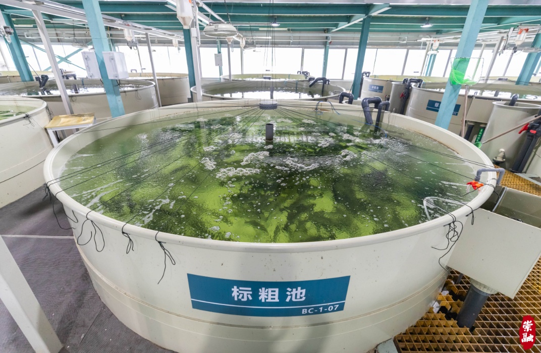 崇明有个神奇的“璞叶小镇”_上观新闻