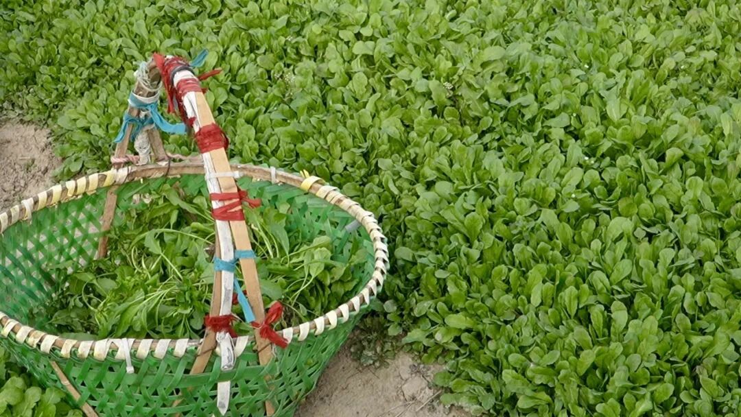 霜打时令鲜，一起来尝尝！_上观新闻