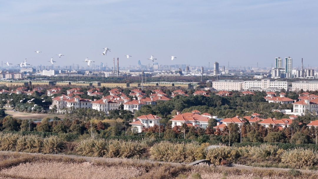 奉贤：滨海湿地迎冬候鸟，观鸟高峰期即将到来_上观新闻