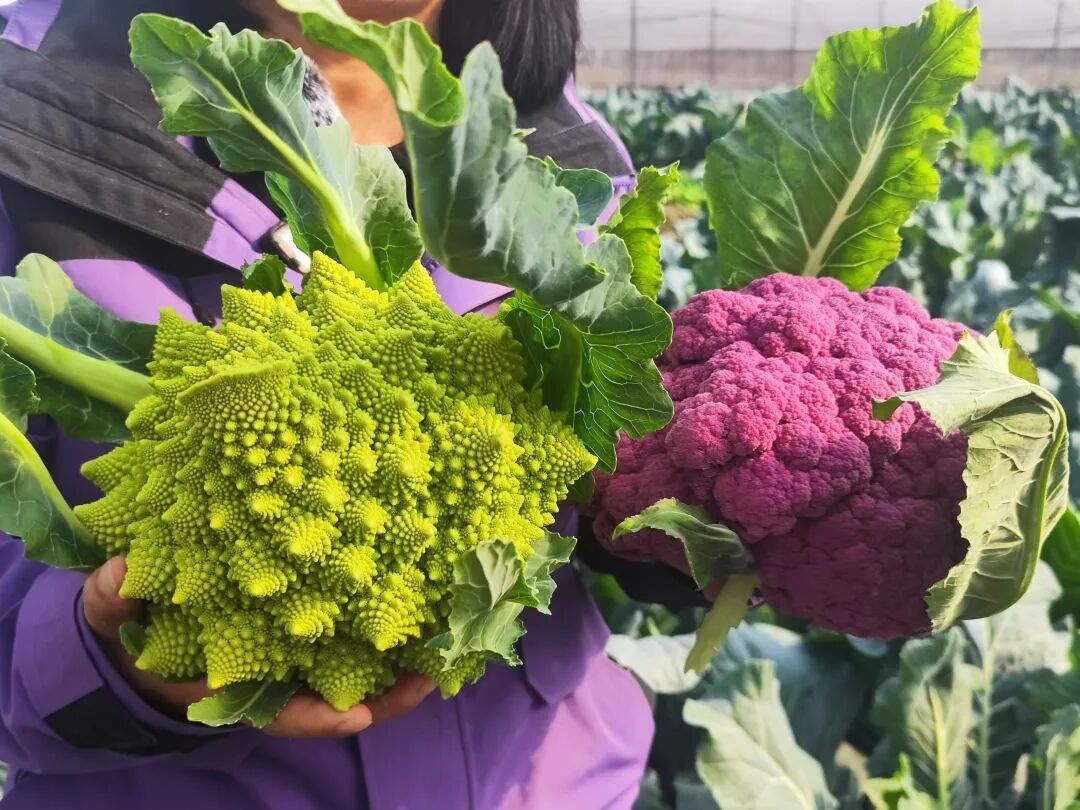 闵行菜地长出“彩虹花菜”！_上观新闻