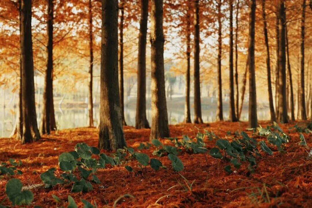 宝山：薄雾轻笼，水汽氤氲，探寻顾村公园的冬日“秘境”_上观新闻